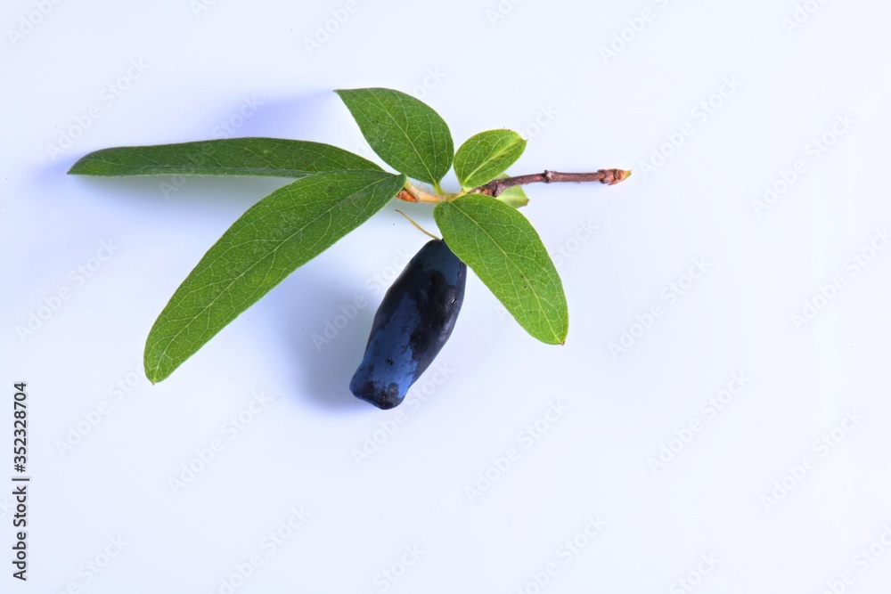 Blue honeysuckle (Lonicera caerulea var. edulis). Known also as ...