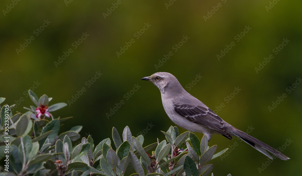 Sinsonte común - Mimus gilvus - Tropical Mockingbird Stock Photo ...