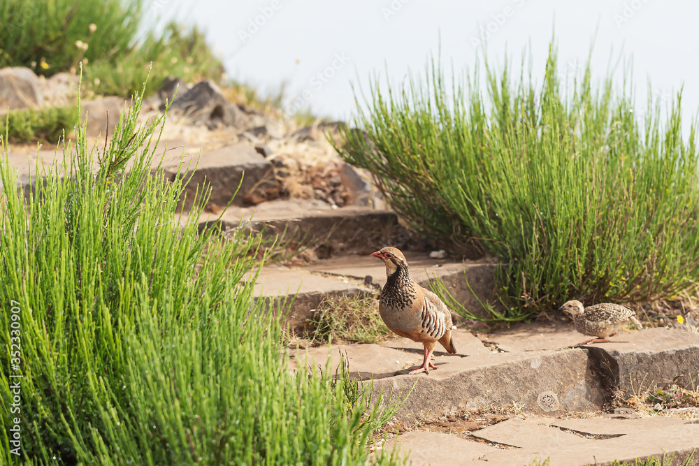 The rock partridge Alectoris graeca birds a bird of a pheasant family ...