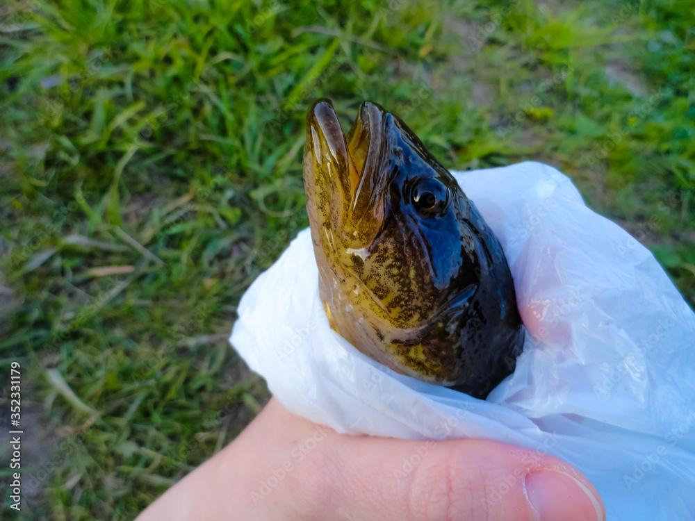 Rotan fish. Rotan fishing. Fishing on a float on the lake. Stock Photo ...