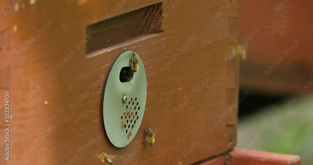 Detail of crowded gate into wooden bee hive. Bees arriving with legs ...