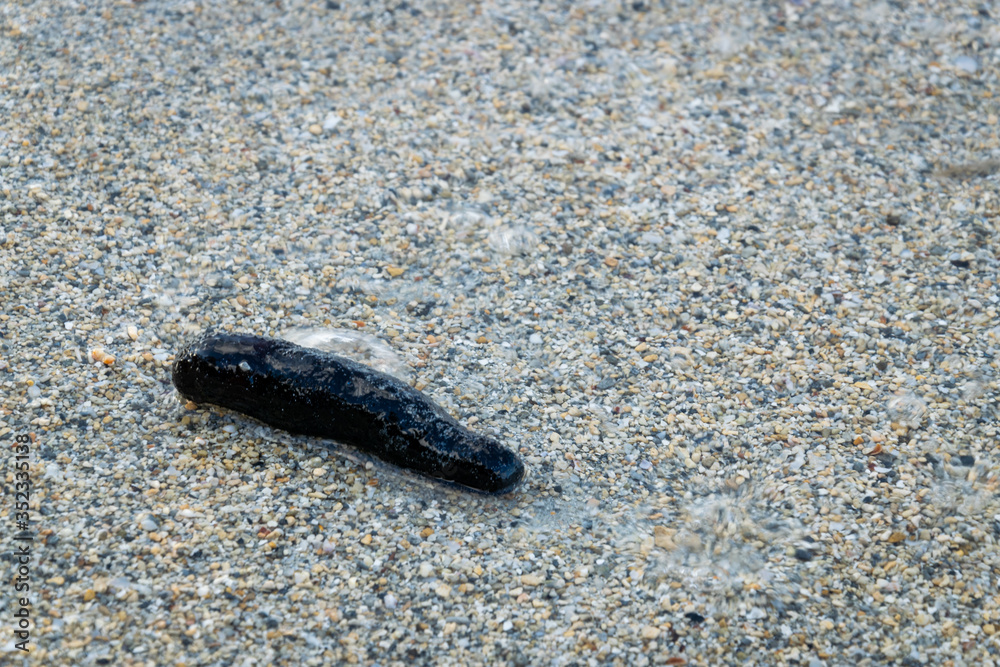 Sea cucumber washed up on the beach in Mauritius. Stock Photo | Adobe Stock