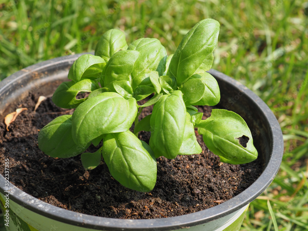 basil (Basilicum) plant in a pot Stock Photo | Adobe Stock