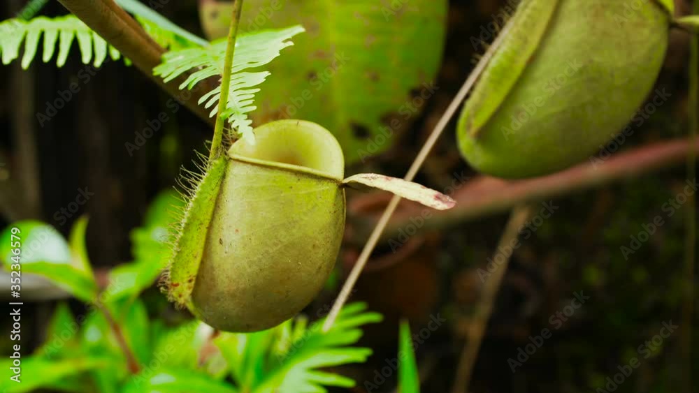 Tropical pitcher plants or nepenthes is a genus of carnivorous plants ...