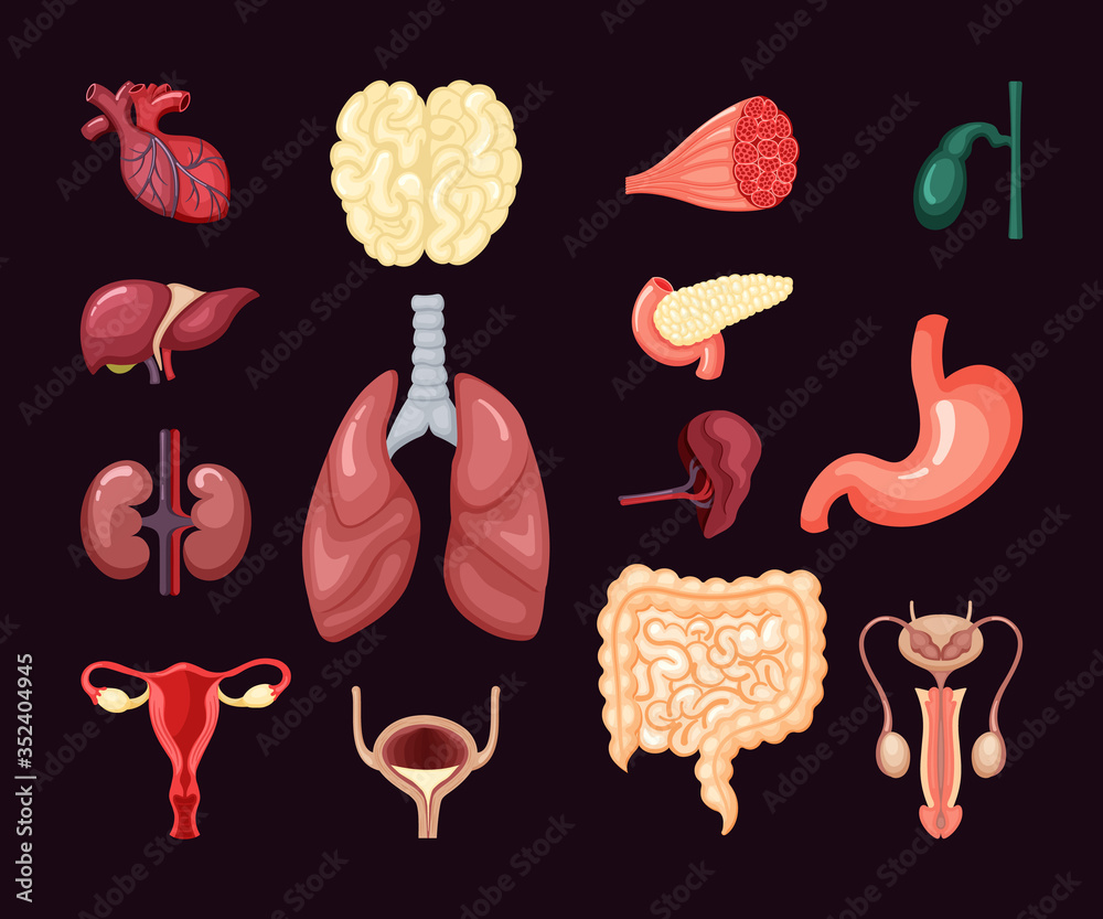 Organs human anatomy set. The system internal organ heart stomach lungs ...