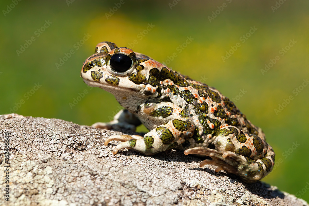 European Green Toad