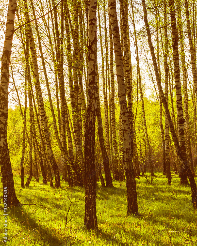 Sunset or dawn in a spring birch forest with bright young foliage ...
