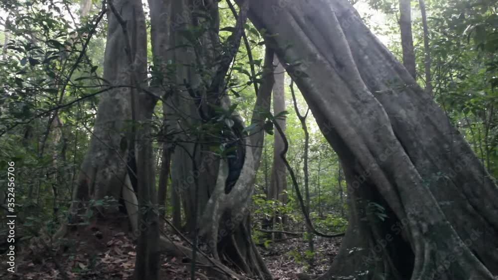 Video „Lower Montane Evergreen Mixed Rain Forests of Sri Lanka ...
