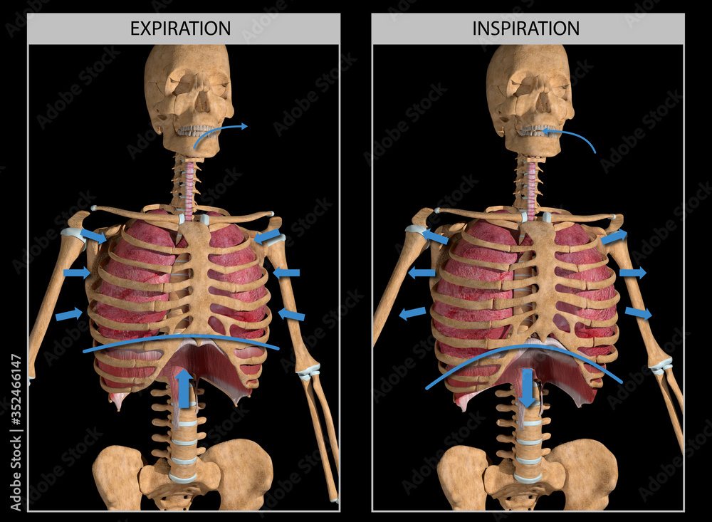 3d Illustration of the Inspiration and Expiration in the Breathing ...