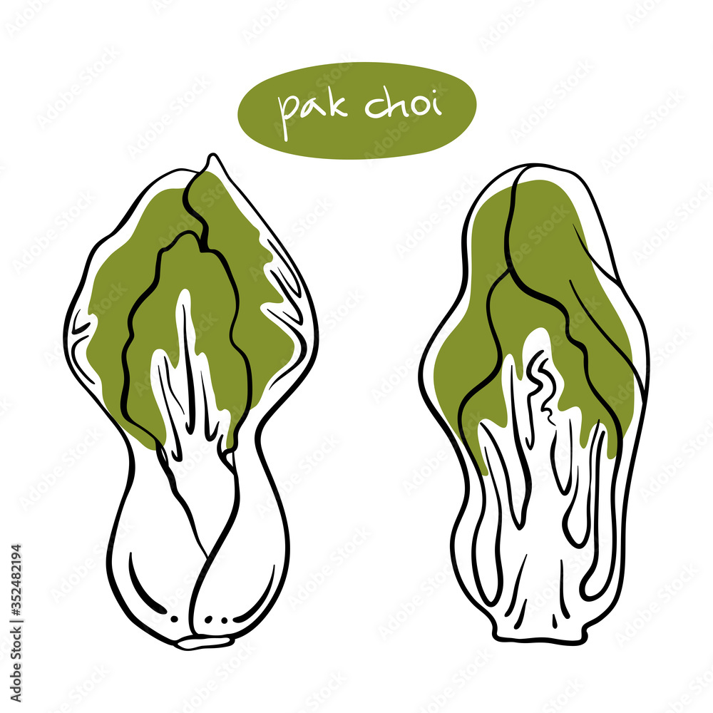 Pak choi. Colorful sketch collection of vegetables isolated on white ...