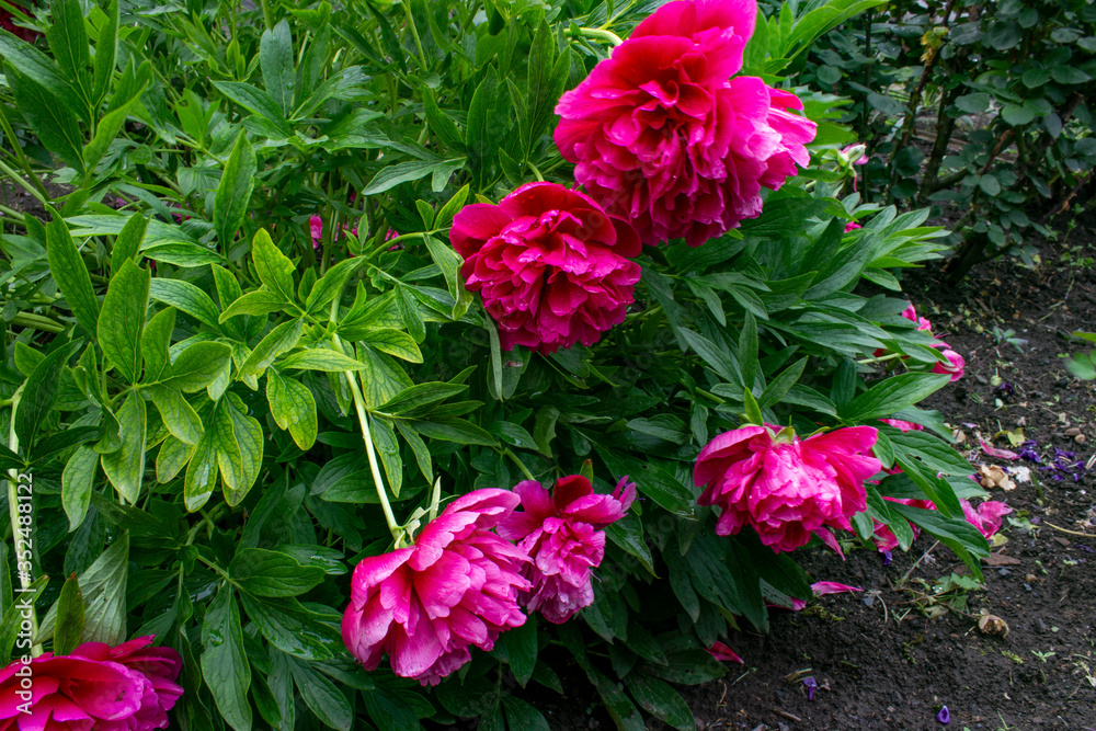Peonies Officinalis Rubra Plena (Paeonia Officinalis Rubrum Plena ...