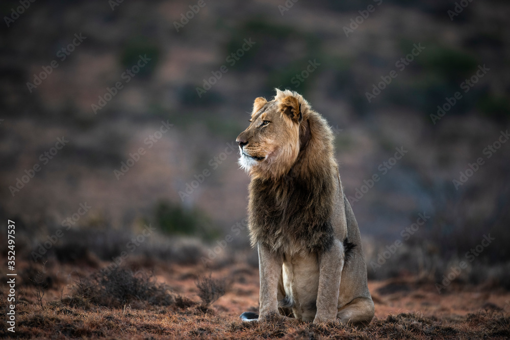 Male lion sitting upright Stock Photo | Adobe Stock