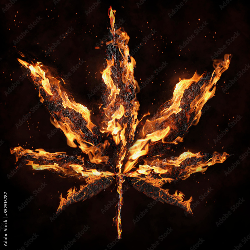 Fire cannabis leaves isolated on white background Growing medical ...