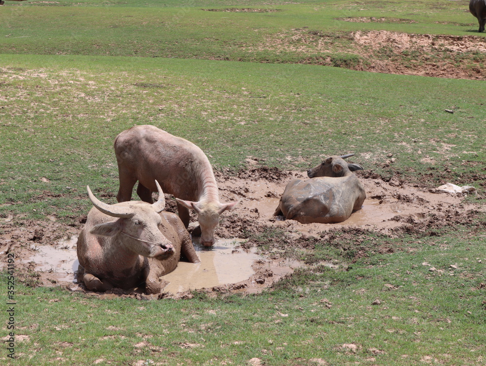 buffalo ruminant in mud pond after eating grass Stock Photo | Adobe Stock