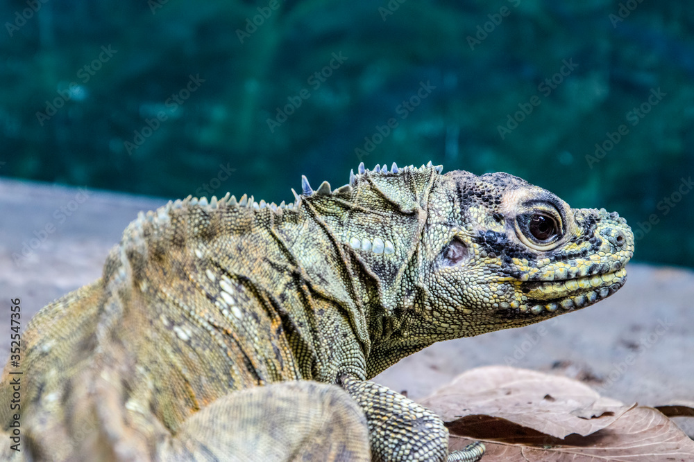 The Philippine sailfin lizard (Hydrosaurus pustulatus) is an oviparous ...