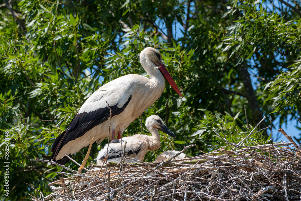 white stork regional park delta del po river marshes and nature ...