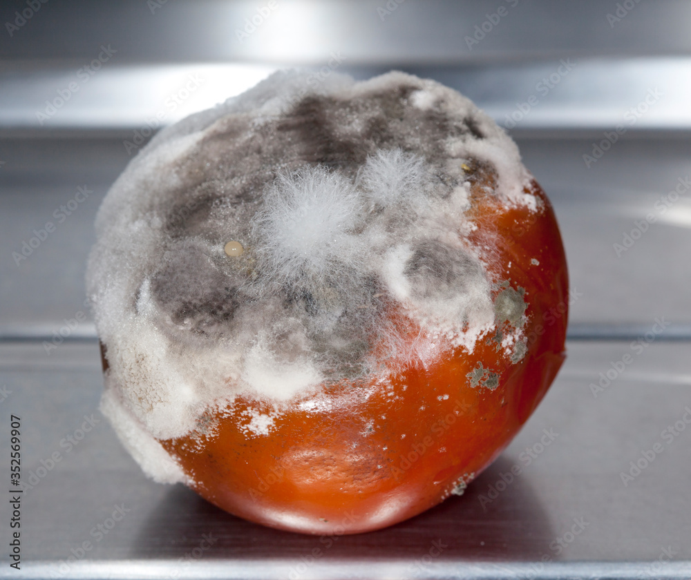 Bolor em tomate; mofo; Fungos Stock Photo | Adobe Stock