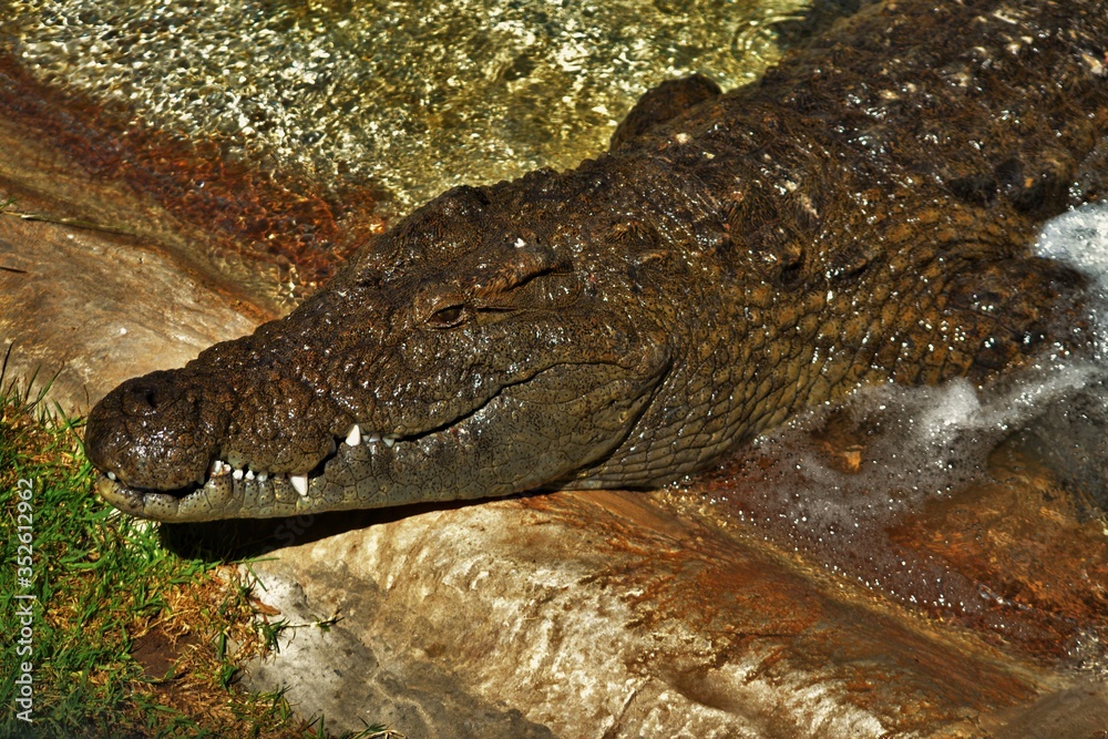 Crocodile Stock Photo | Adobe Stock