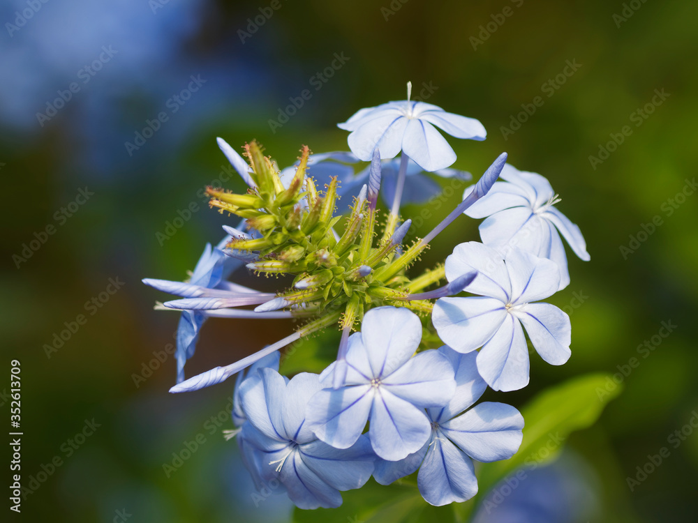 Plumbago auriculata | Dentelaire du Cap ou Plumbago du Cap, plante ...