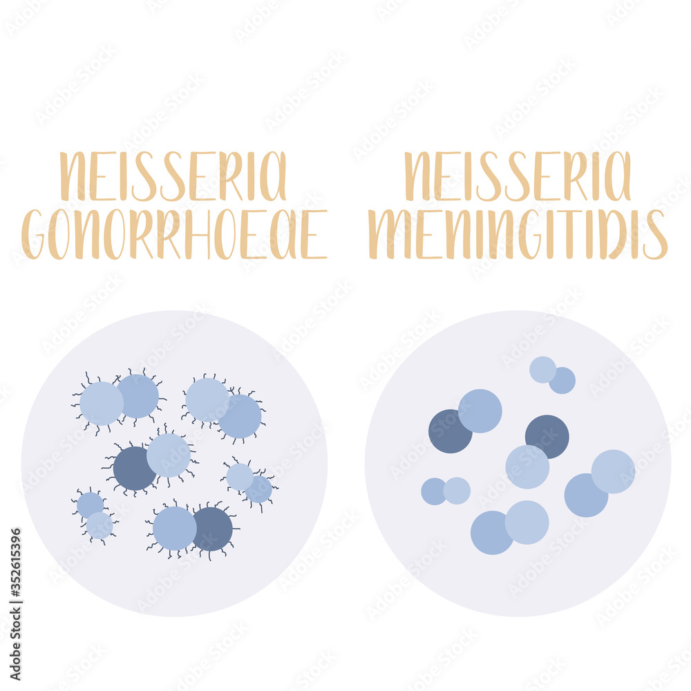 Neisseria Gonorrhoeae, Neisseria Meningitidis, pathogen. Spherical ...