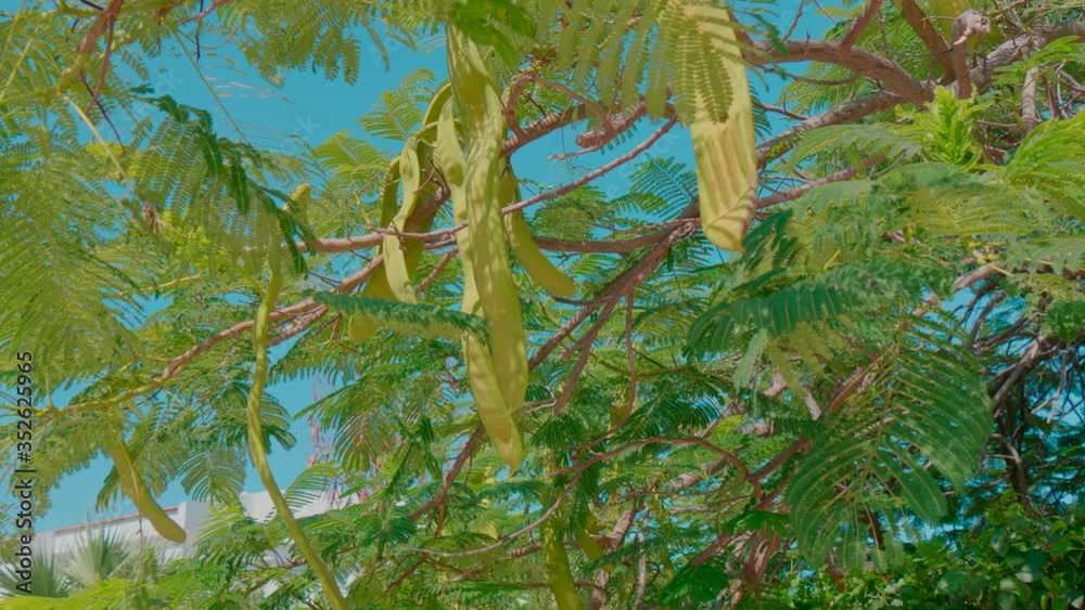 Large huge green yellow acacia tree pods sway in the wind on a clear ...