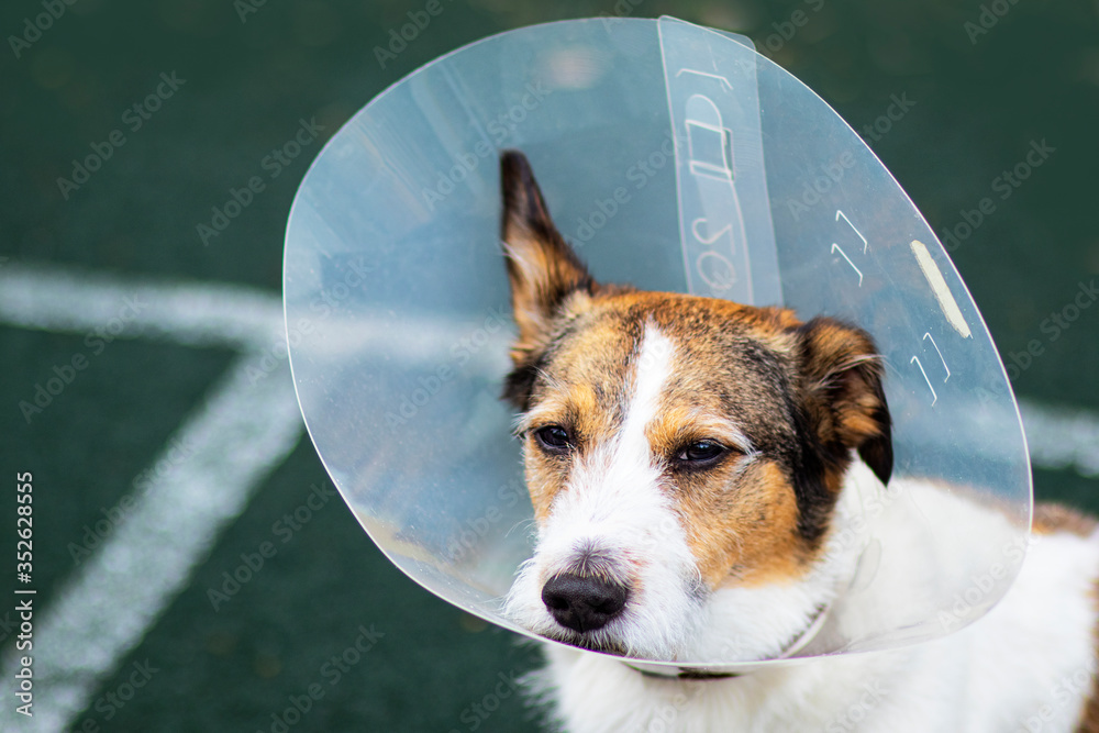The dog wears an Elizabethan plastic conical medical collar around his ...
