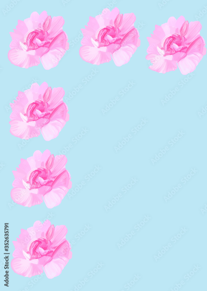 Pink carnation flower heads close up as frame or border on light blue ...