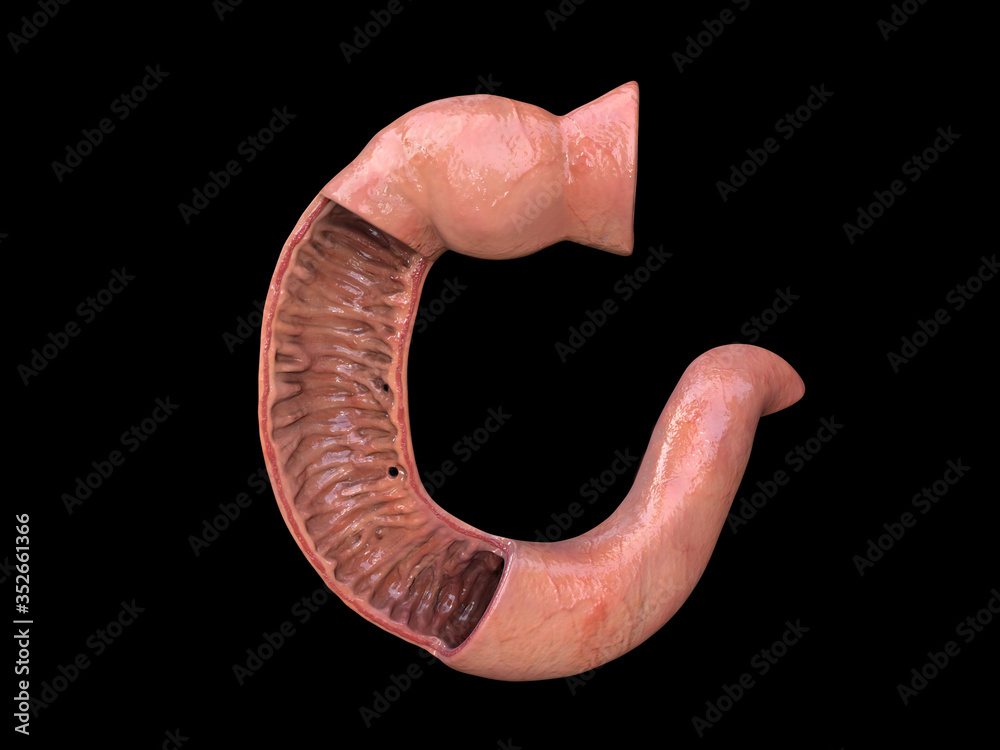 Duodenum, human anatomy, part of your small intestine,front view, 3d ...