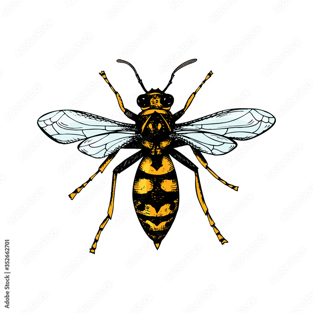 Hand drawn colored wasp isolated on white. Vector illustration in ...