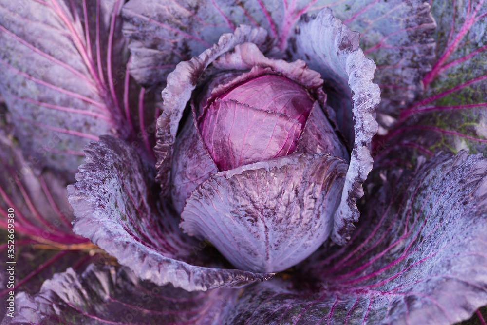 Fresh ripe head of red cabbage (Brassica oleracea) with lots of leaves ...