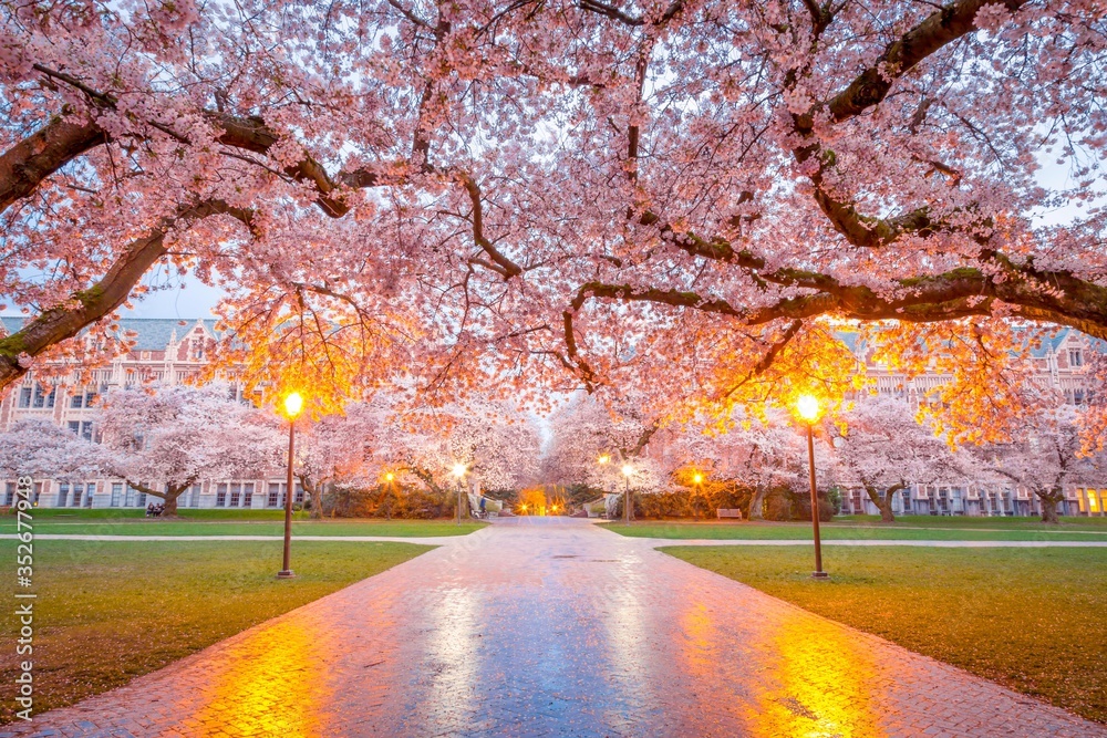 Cherry trees in full bloom at the University of Washington campus Stock ...