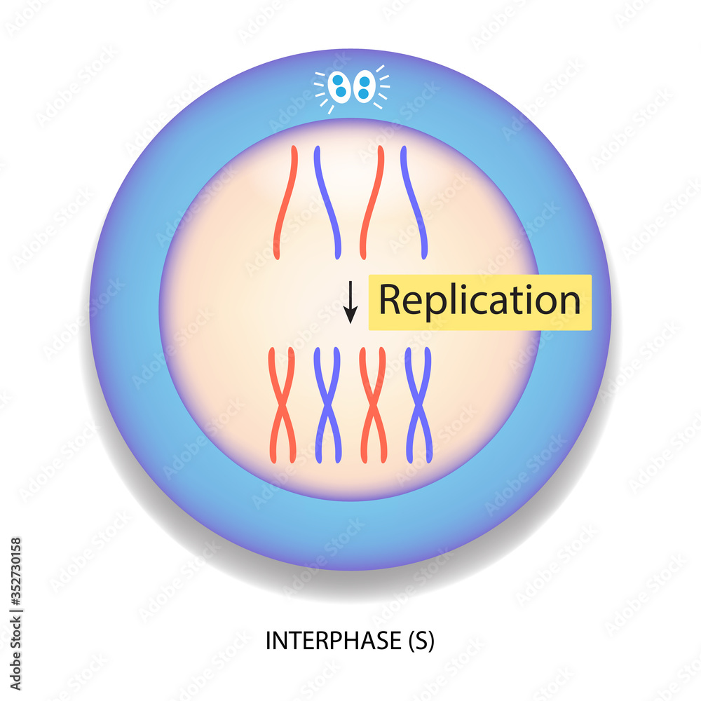 Replication process in nucleus, the nucleus divides by mitosis. During ...