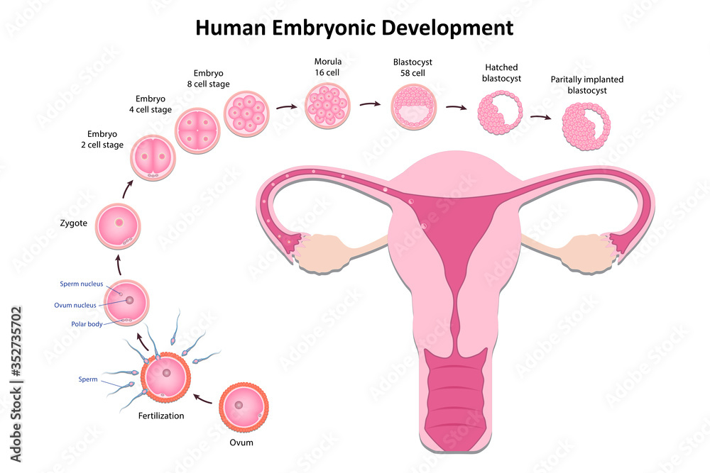 Photo Diagram of early human embryonic development, Human ontogeny, fertilization, developmental ...