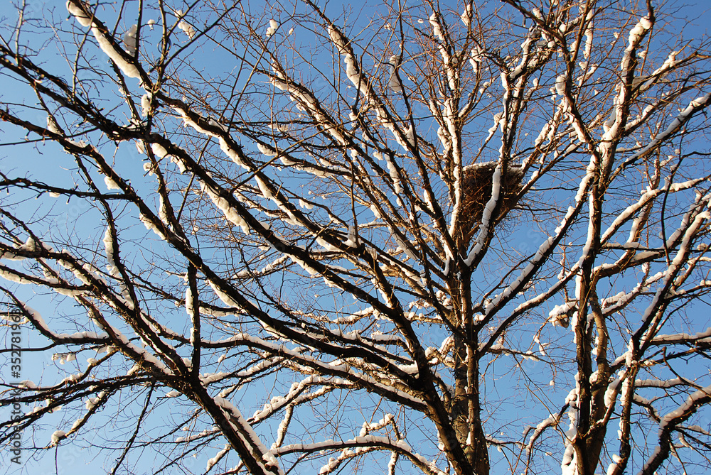 Tree branches with bird's nest against blue sky background, snow on the ...