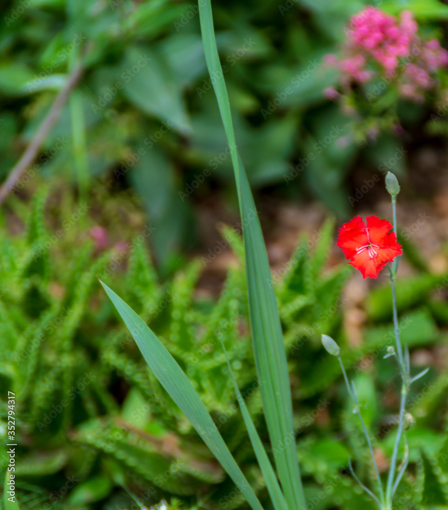 Garofano rosso in primavera Stock Photo | Adobe Stock