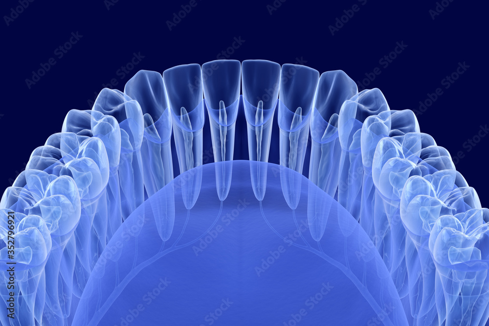 Teeth root anatomy, Xray view. Medically accurate dental 3D ...