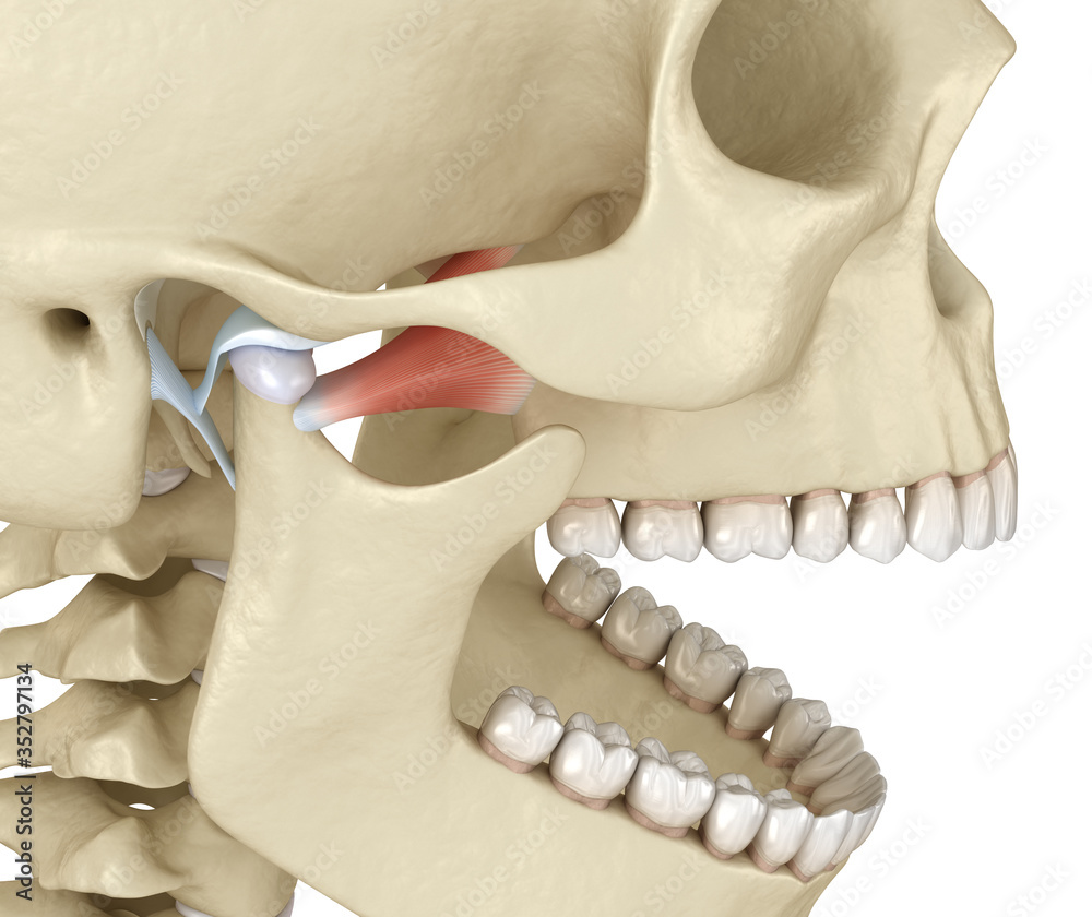 TMJ: The temporomandibular joints. Healthy occlusion anatomy. Medically ...