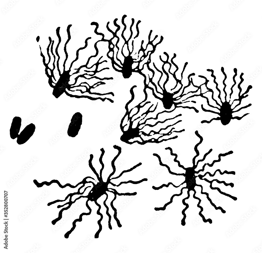 Bacillus Typhi, vintage illustration. Stock Vector | Adobe Stock