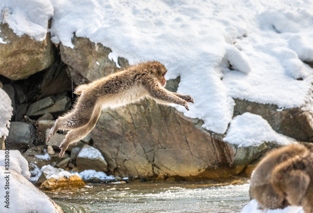 Japanese macaques jumping through a small river. Japan. Nagano ...
