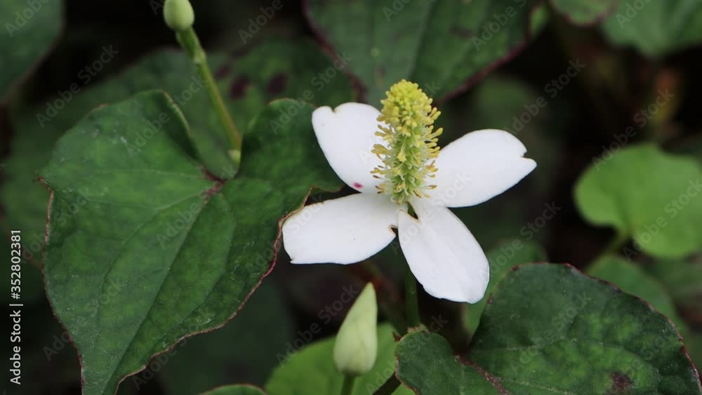 Houttuynia cordata, fish mint, fish leaf, rainbow plant, medicinal herb ...