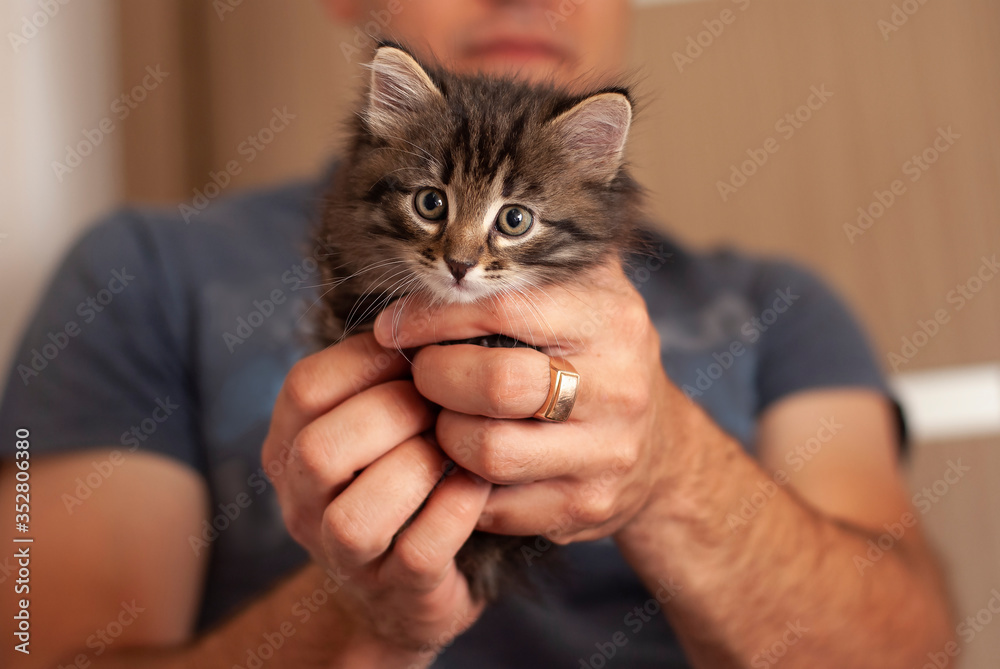 Beautiful cute little kitten holden by unrecognisable man. Tiny cat ...