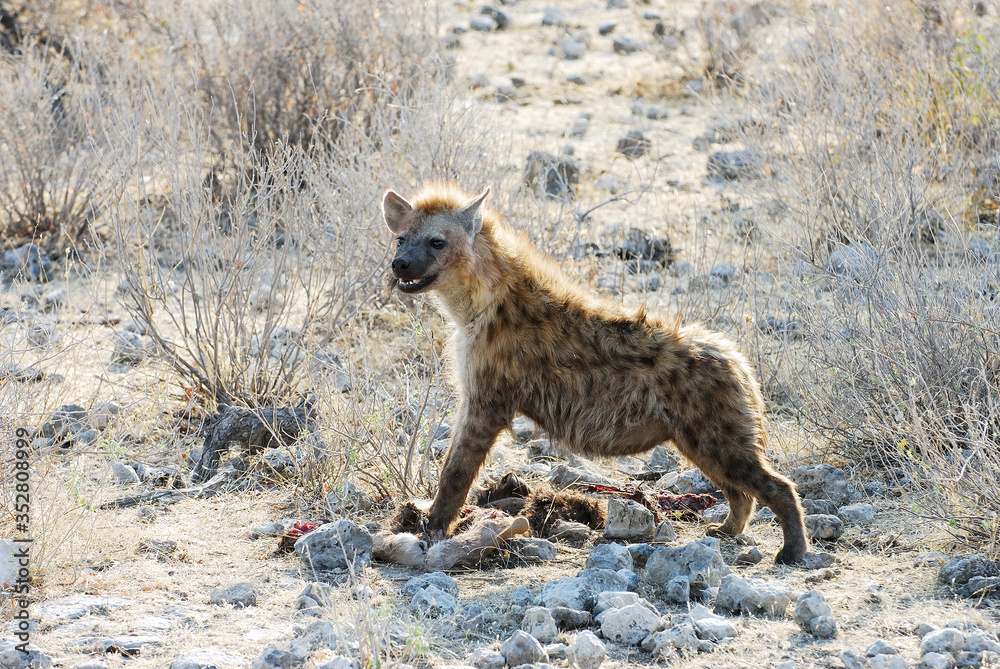 heyena in namibia Stock Photo | Adobe Stock