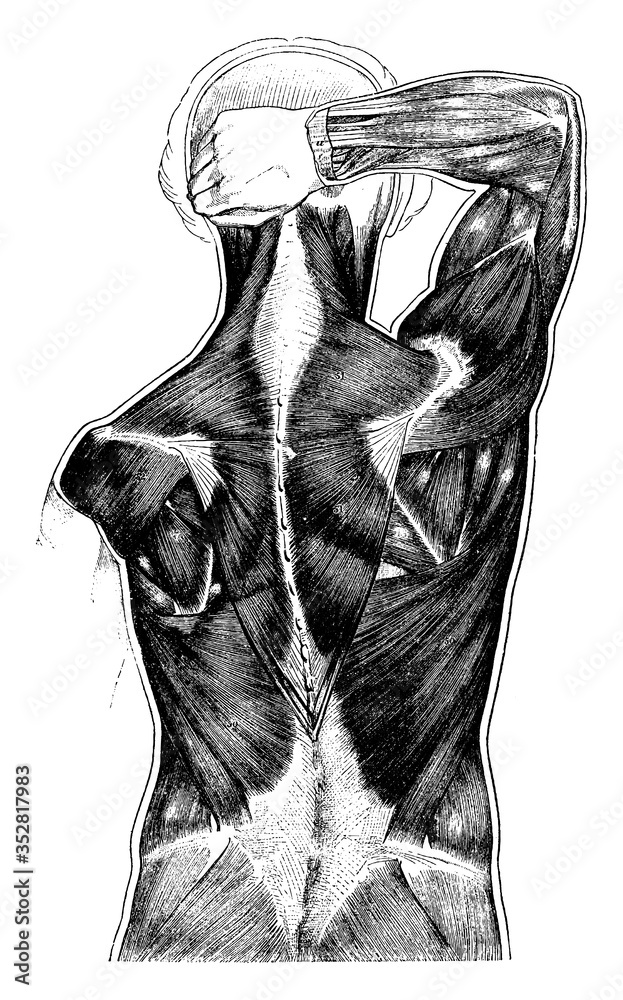 Muscles of the Human Back, vintage illustration. Stock Vector | Adobe Stock