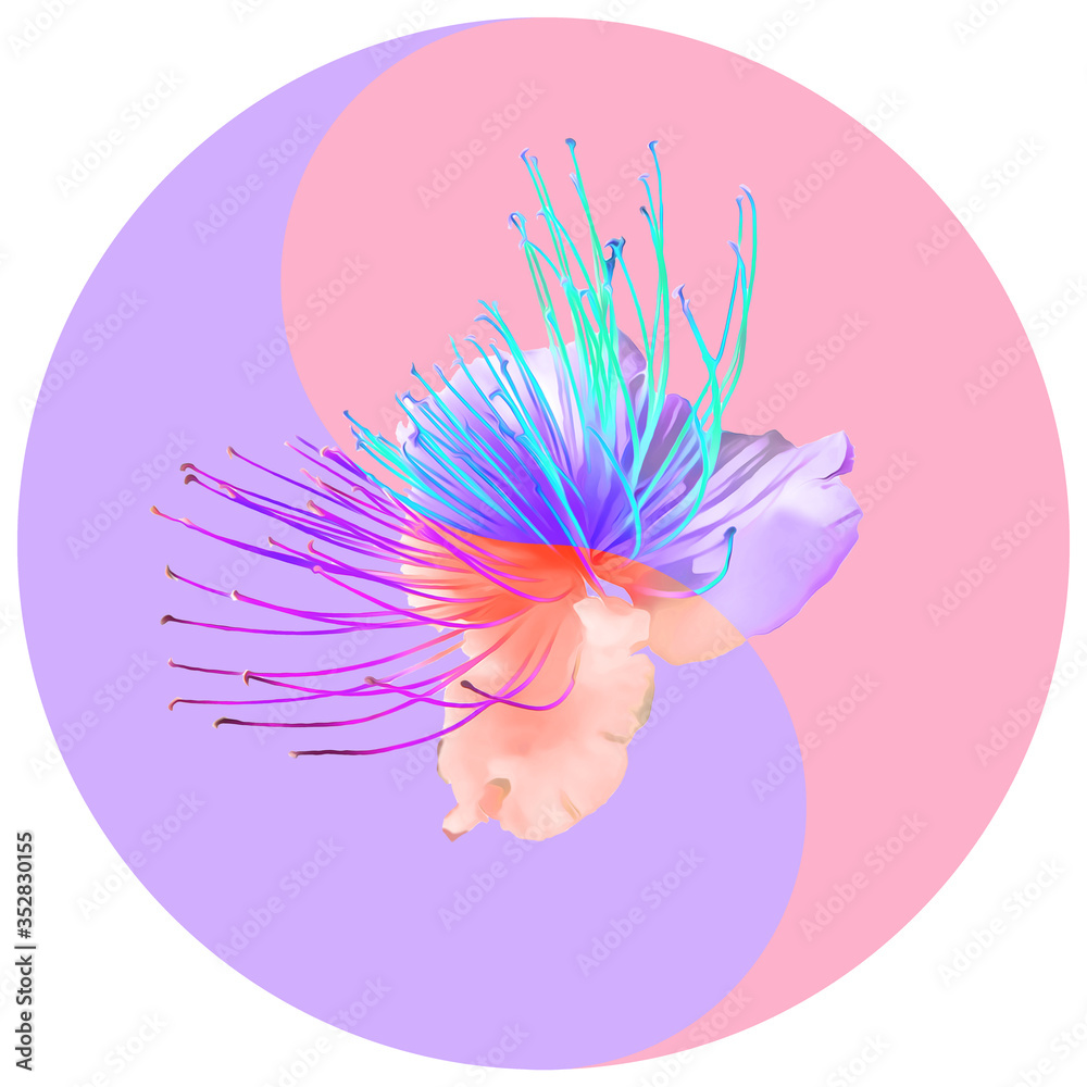 Floral symbol Yin-Yang. Capers. Geometric pattern of Yin-Yang symbol ...