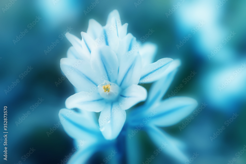 Beautiful blue and white little flower. The concept of flowering ...