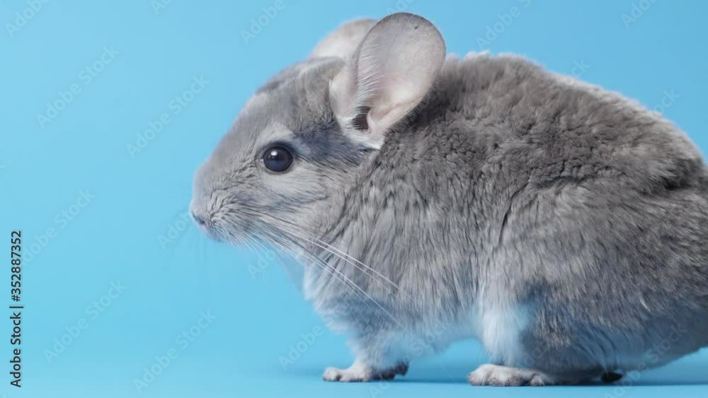 scared gray chinchilla on blue colored studio background with poop ...