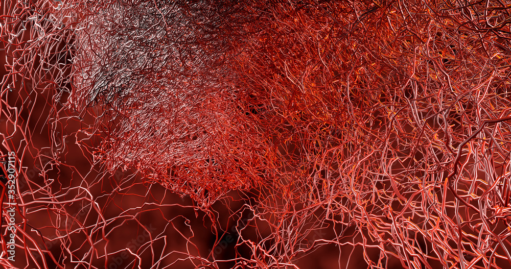 System many small capillaries branch out of the large blood vessels ...