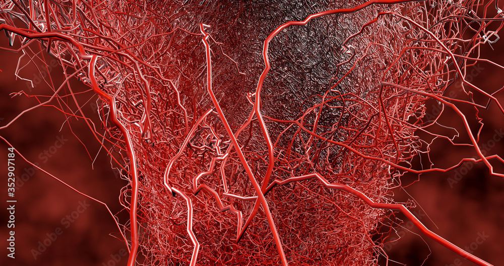 System many small capillaries branch out of the large blood vessels ...
