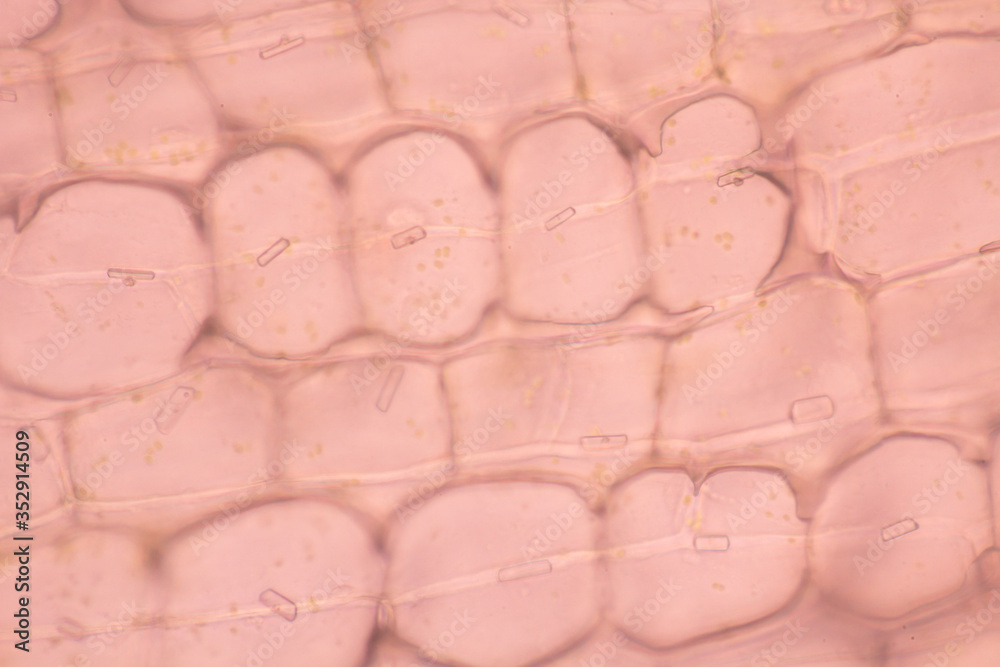 View in microscopy cell membrane of green plant background for biology ...