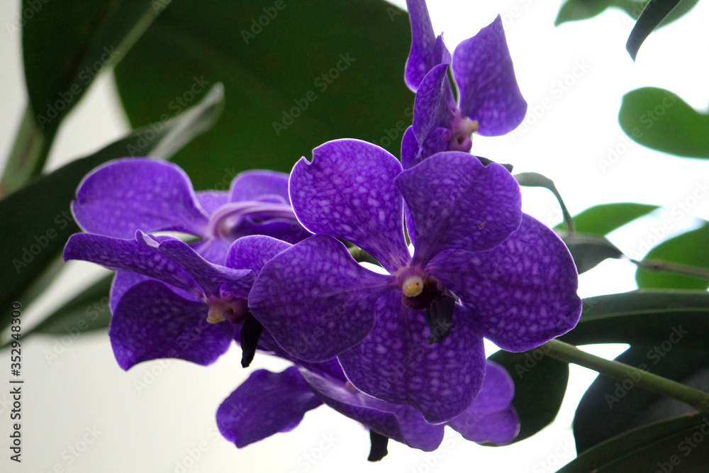 Orchid species Vanda, found in India, the Himalayas, Southeast Asia ...